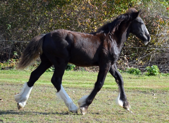 Chestnut Oak Gypsy Vanner Cob Horse Stallion :: Rosewater Cassidy "Sid ...