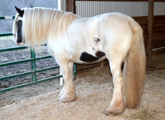 Chestnut Oak Gypsy Vanner Cob Horse Stallion :: Rosewater Cassidy "Sid ...